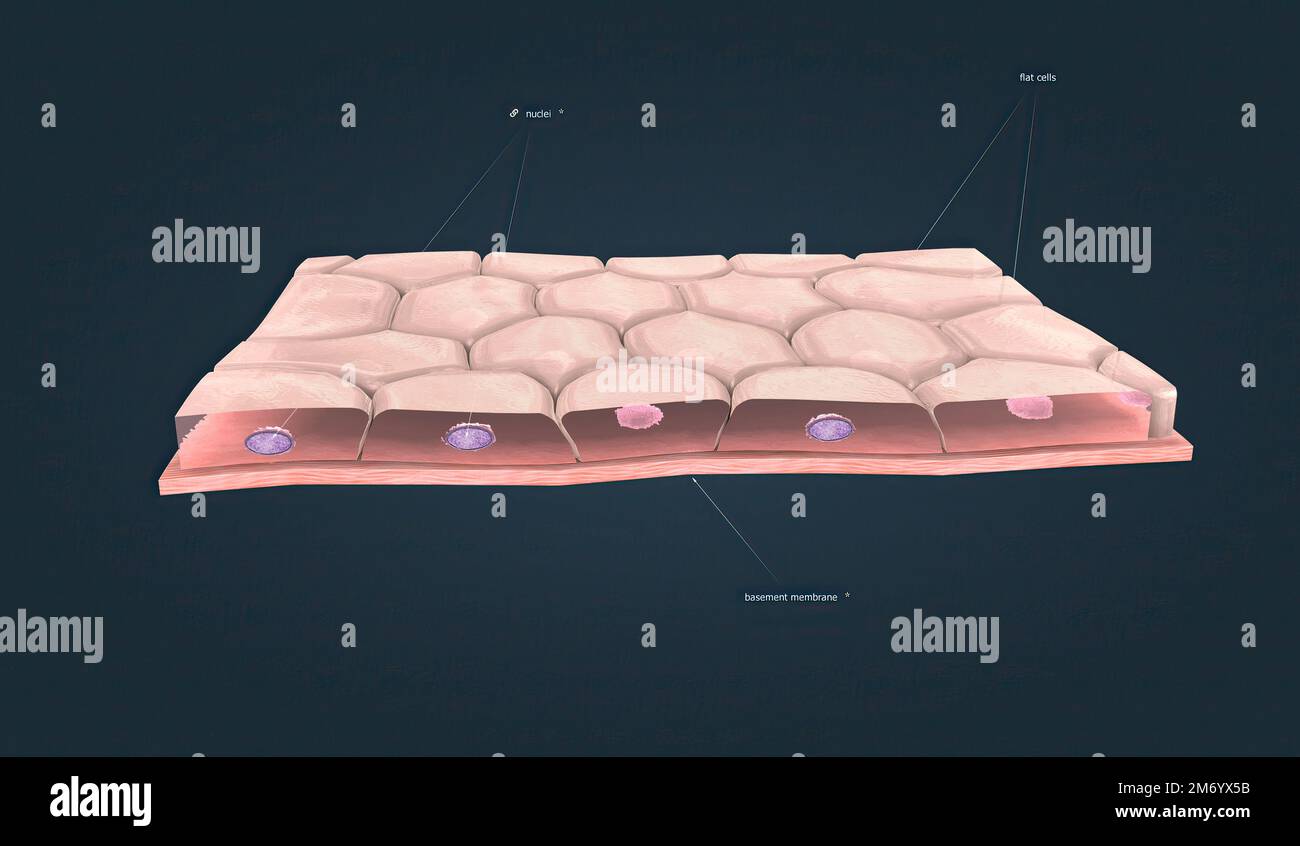 Simple épithélium squameux, ce type d'épithélium tapisse généralement ...