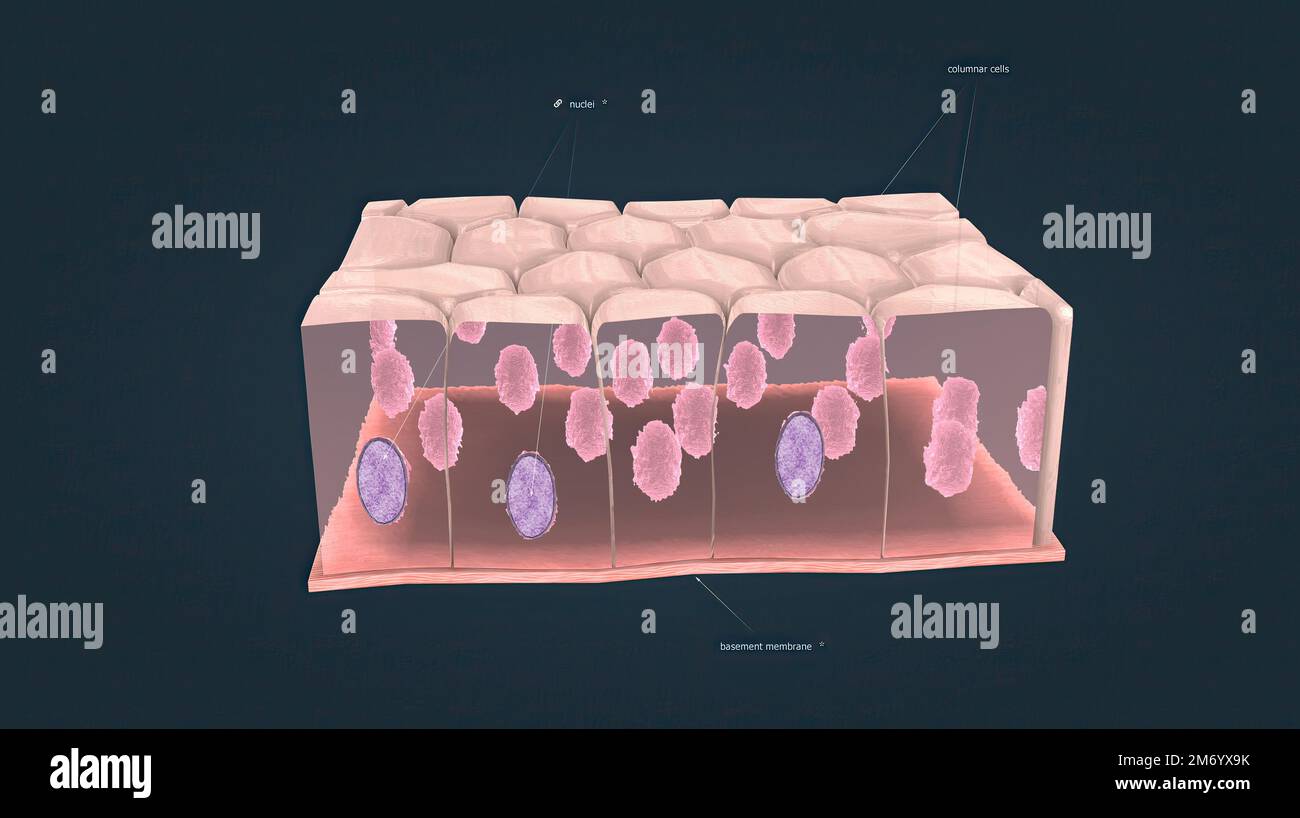 L'épithélium columnaire simple est une couche unique de cellules ...