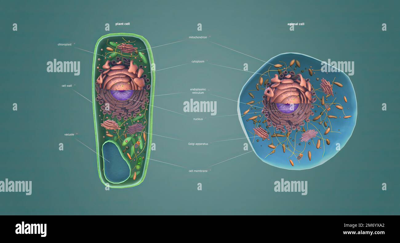 Appareil de golgi structure Banque de photographies et d’images à haute ...