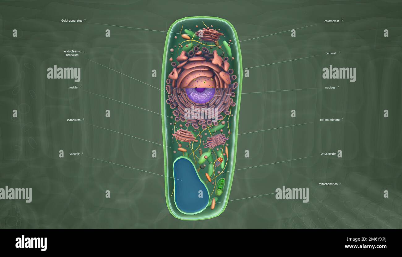 Une cellule végétale est une cellule eucaryote enfermée par une paroi ...