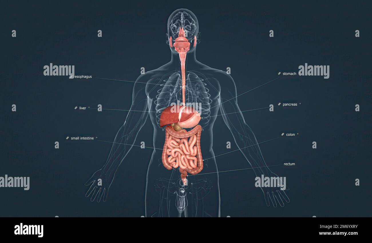 Le système digestif humain se compose du tractus gastro-intestinal et ...