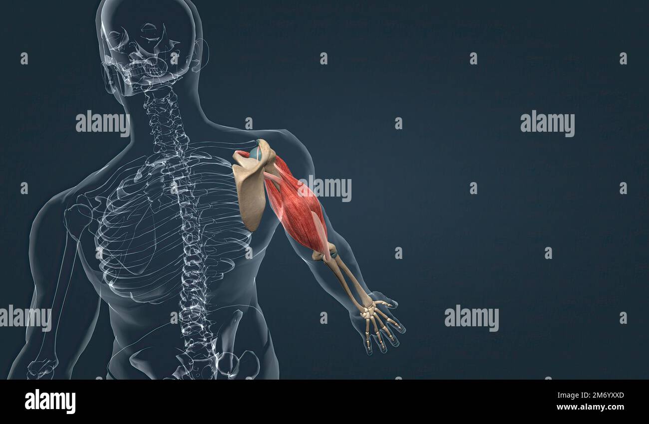 Cellule animal microscope optique Banque de photographies et d’images à ...