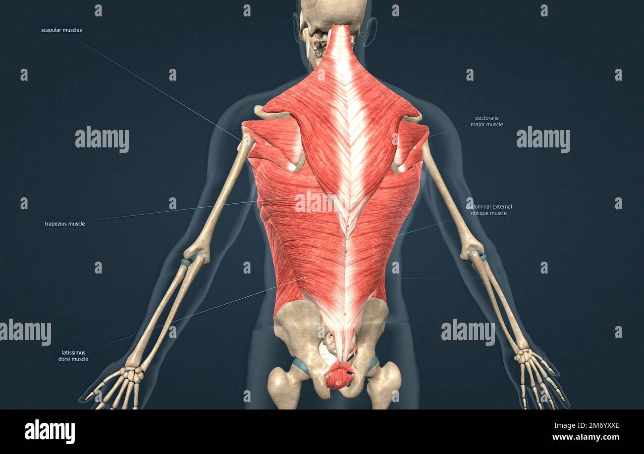 Les muscles du tronc comprennent ceux qui déplacent la colonne ...