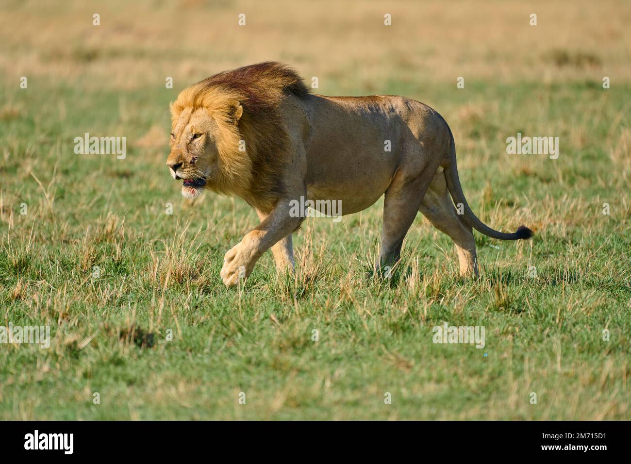 Lion africain (Panthera leo), homme courant dans la savane, réserve ...