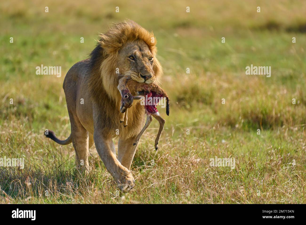 Lion africain (Panthera leo), homme courant avec la gazelle de Thomson ...