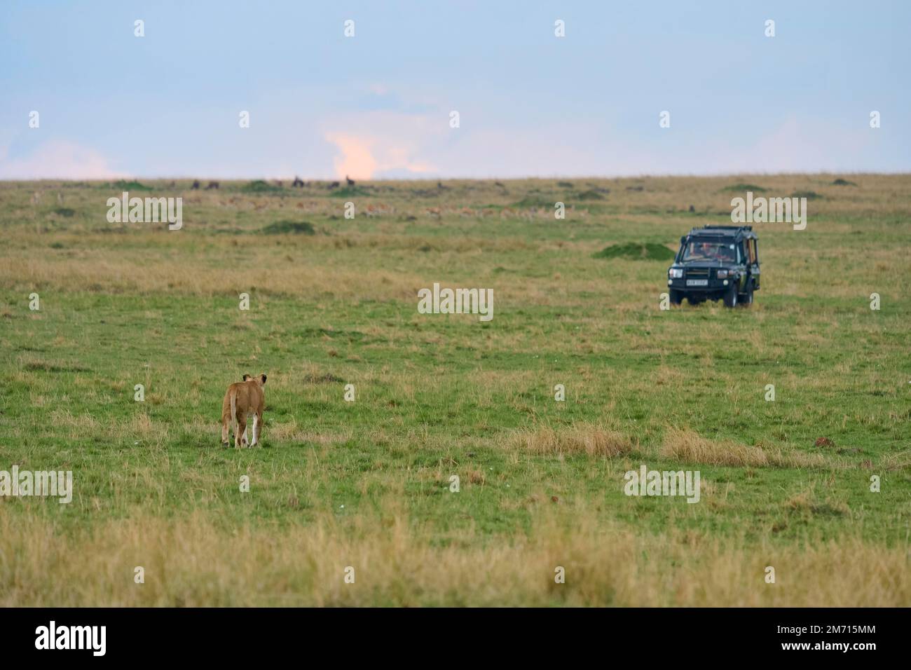 Lion africain (Panthera Leo), traversant la savane vers la voiture de ...
