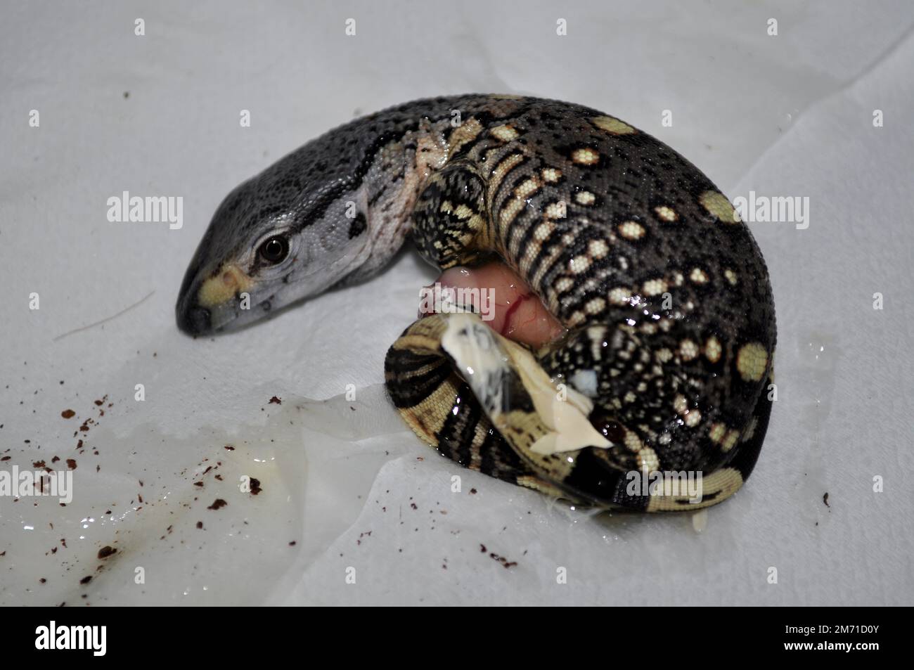 Rock monitor varanus albigularis Banque de photographies et d’images à ...