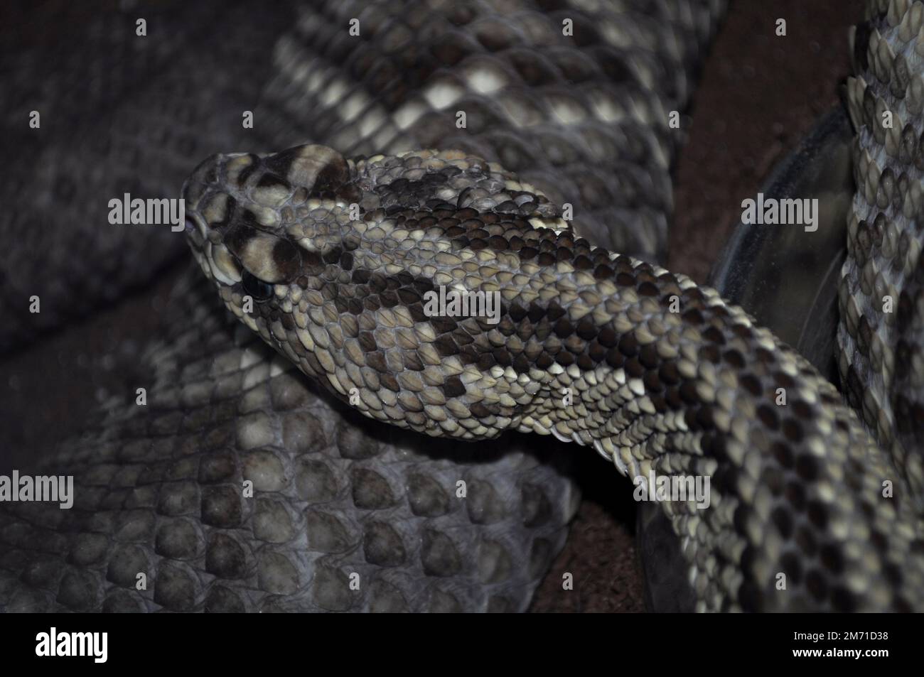 Crotalus durissus Banque de photographies et d’images à haute ...