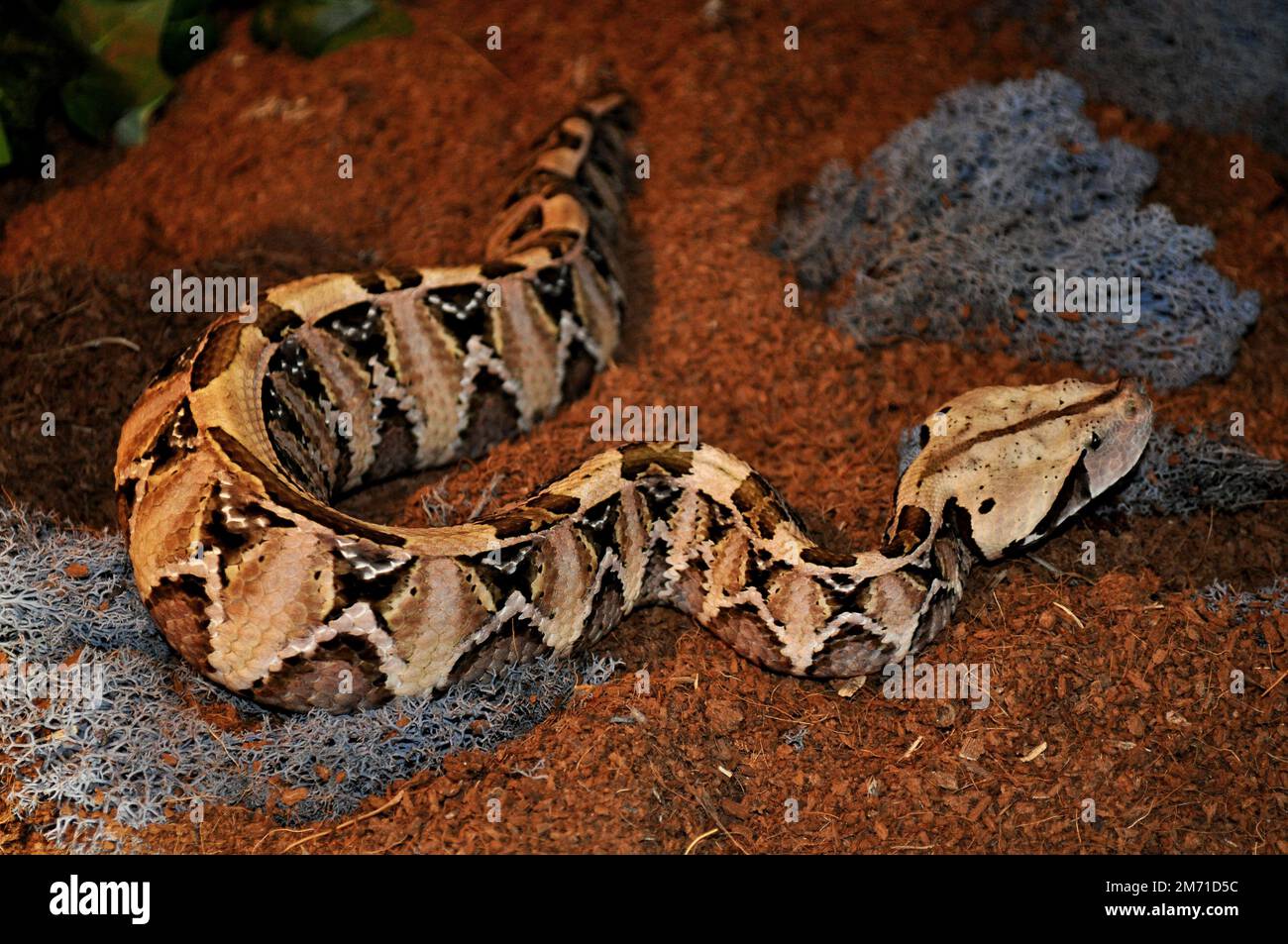 Bitis gabonica Banque de photographies et d’images à haute résolution ...