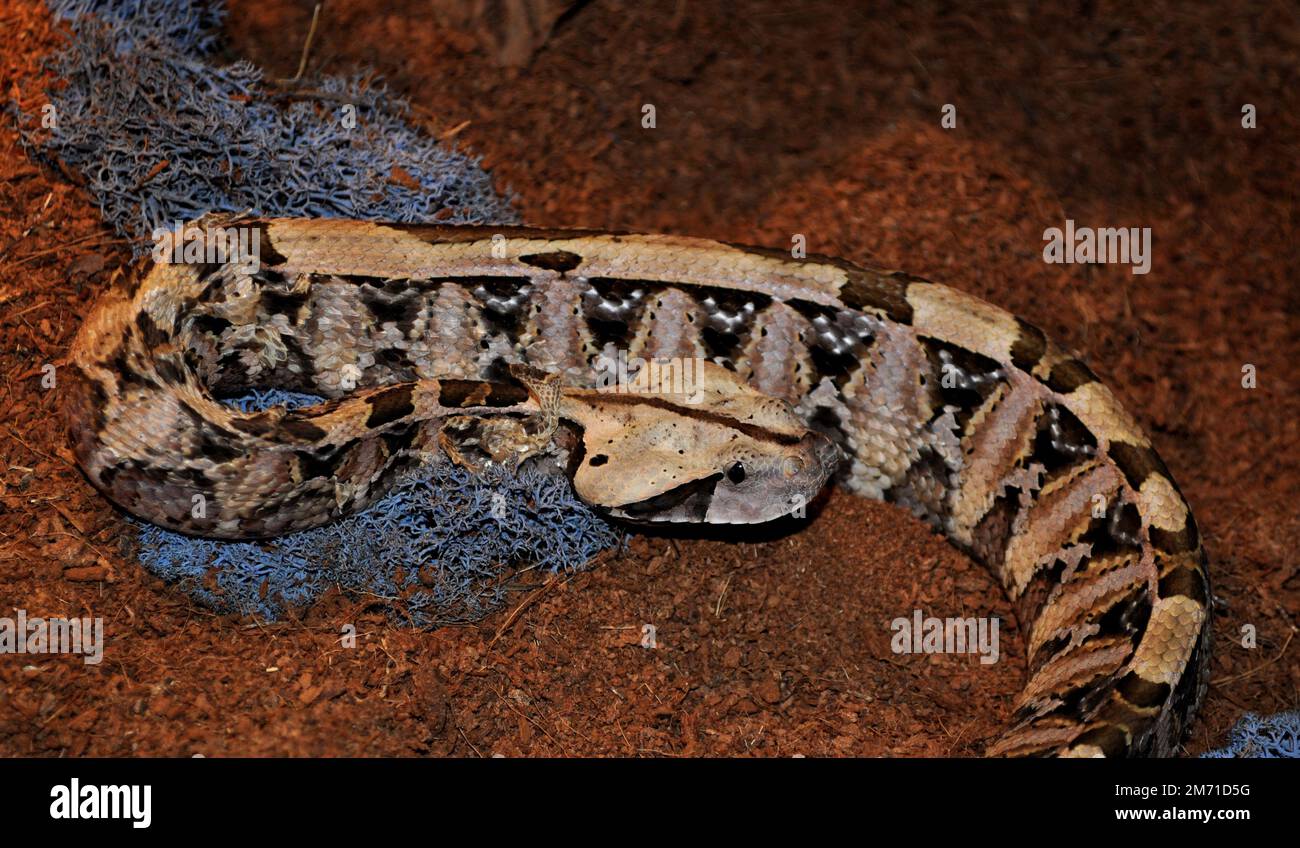 Bitis gabonica Banque de photographies et d’images à haute résolution ...