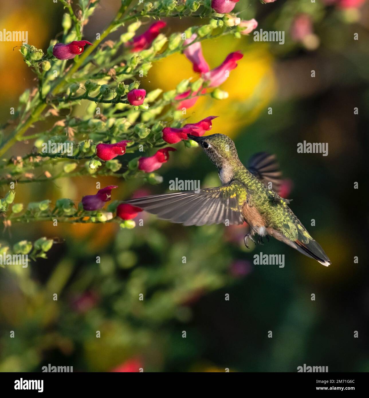 Plante qui attire les colibris Banque de photographies et d’images à ...