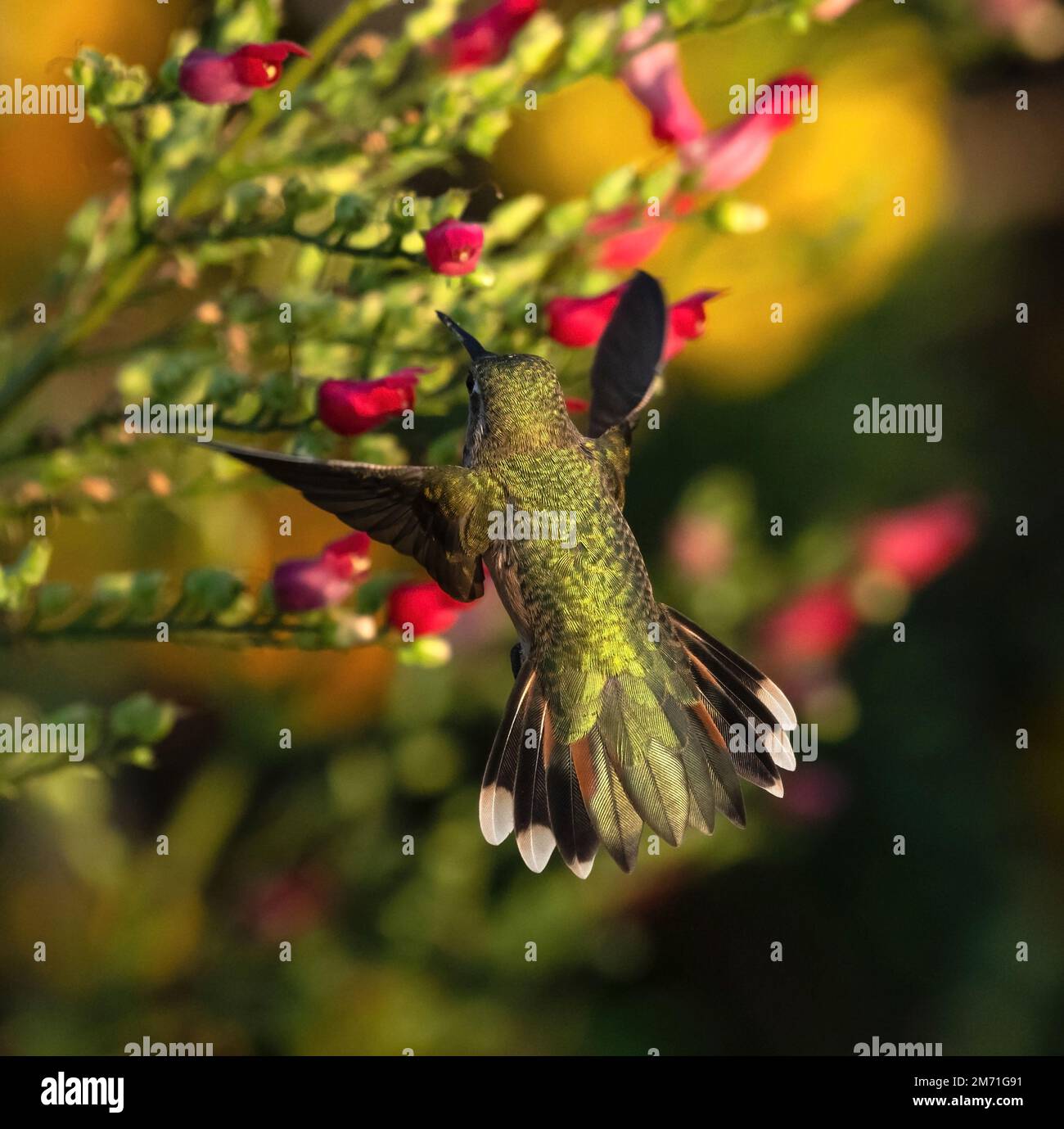 Une femelle d'colibri à queue large se répand sur les plumes de sa ...