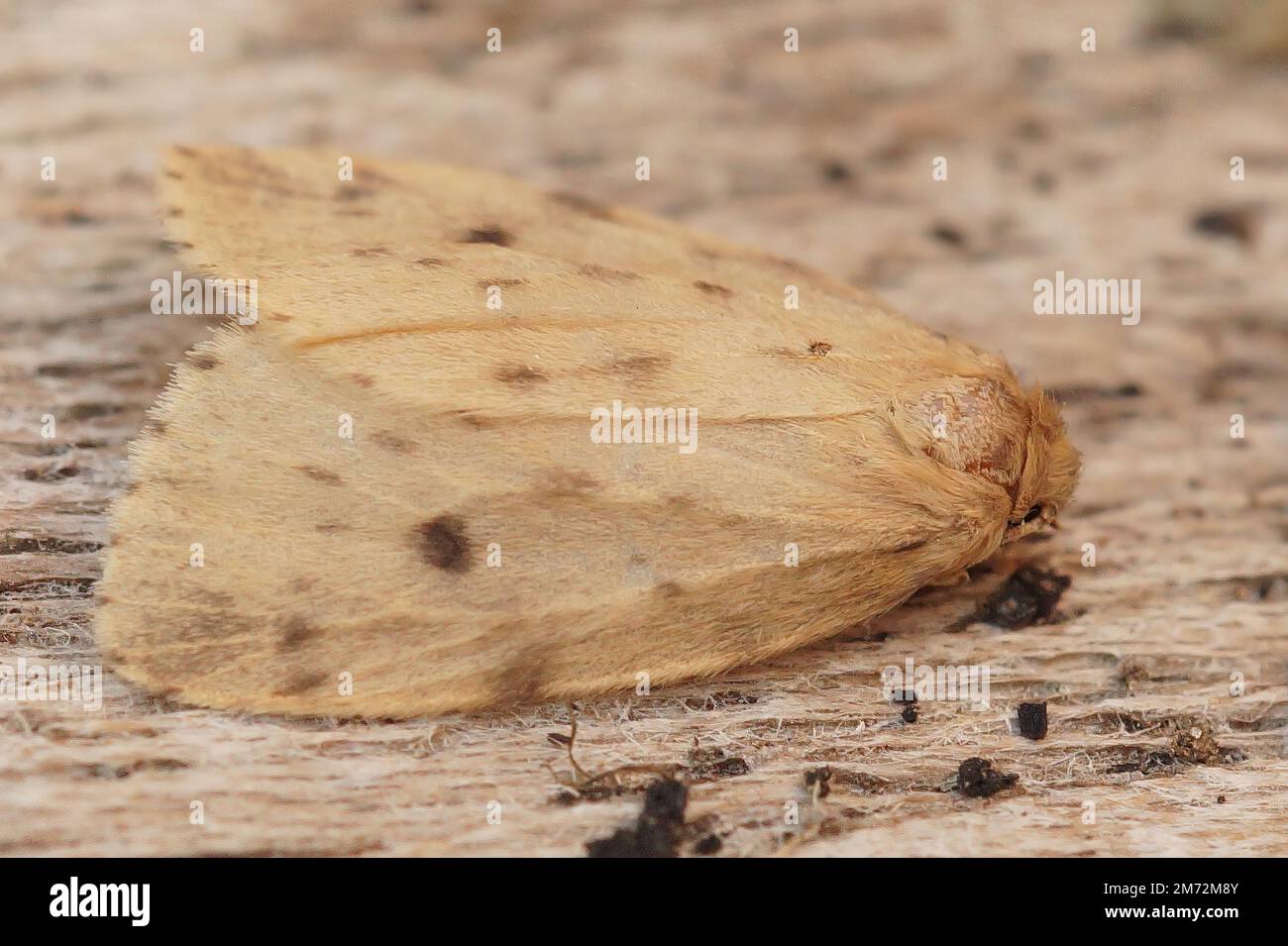Muslin moth Banque de photographies et d’images à haute résolution - Alamy