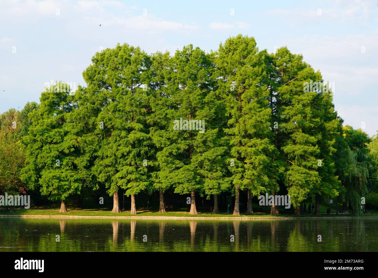 Green cypress trees on a lake Banque de photographies et d’images à ...