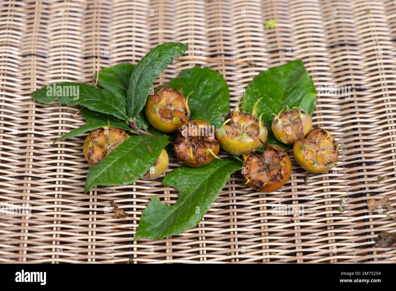 Common medlar fruits mespilus germanica Banque de photographies et d ...