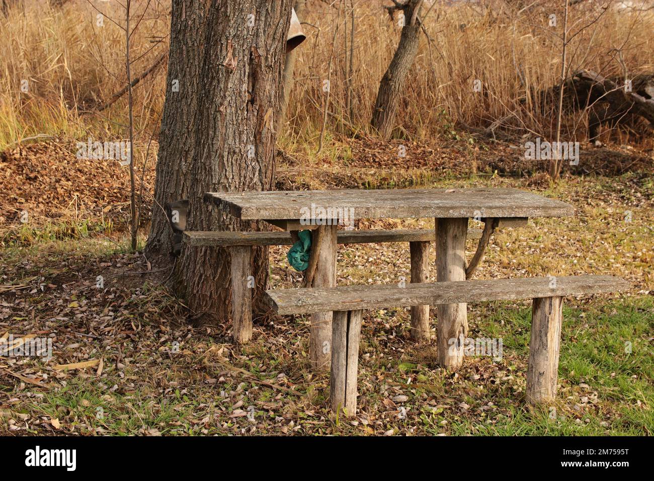 Ancienne table en bois et bancs dans la forêt sous l'arbre. Un endroit ...
