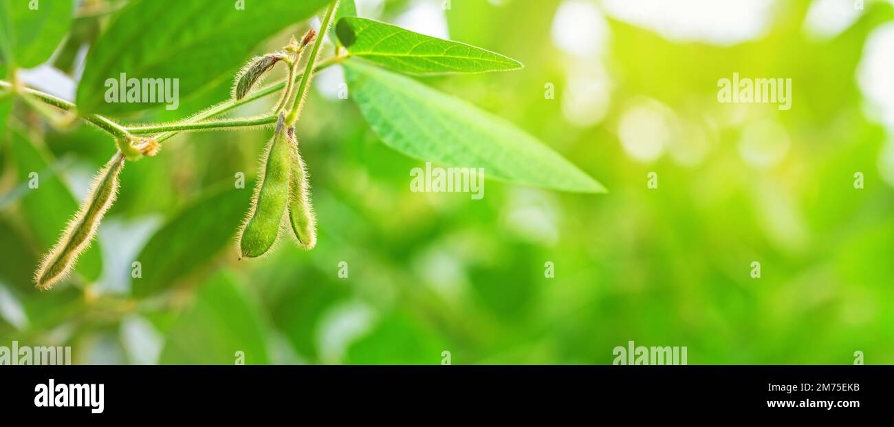 La tige d'une jeune plante de soja verte avec des gousses, en gros plan ...