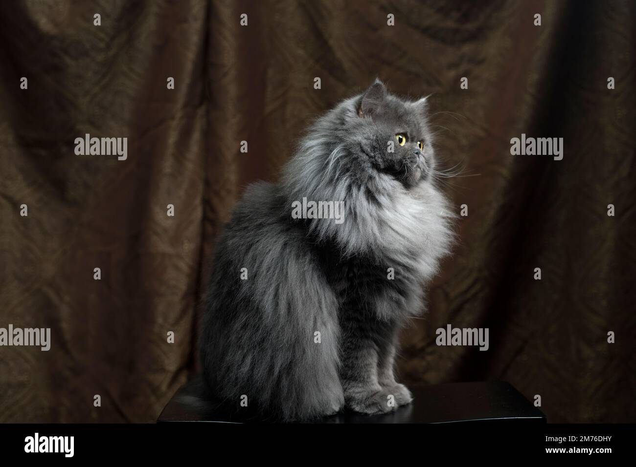 Visage de chat de profil Banque de photographies et d’images à haute ...