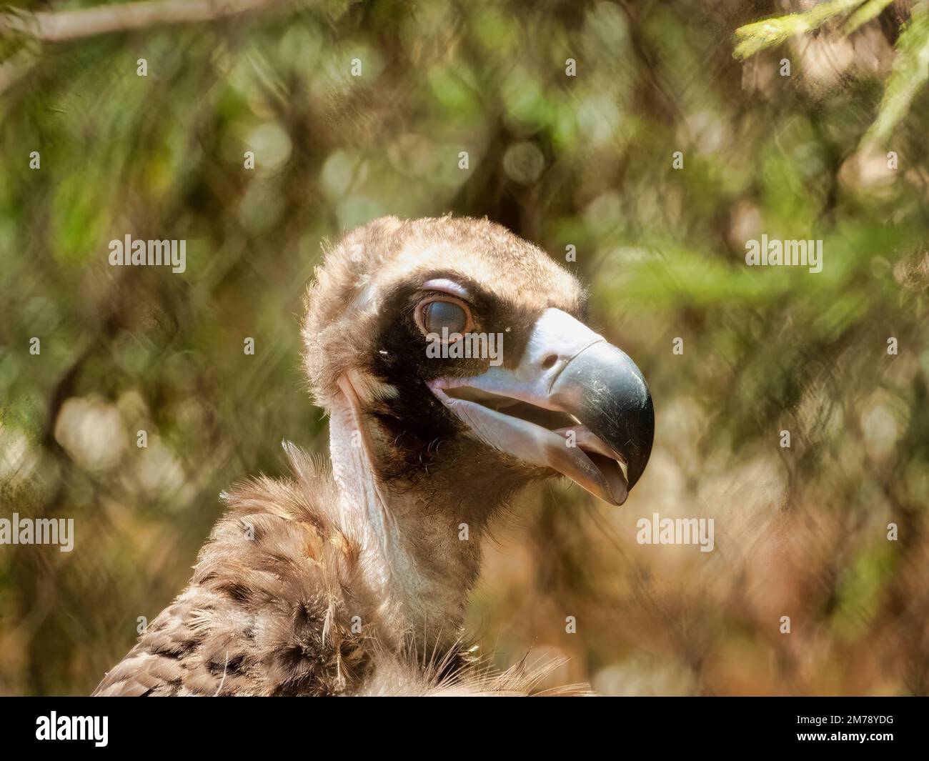 Un gros plan de détails sur un vulve brun Photo Stock - Alamy