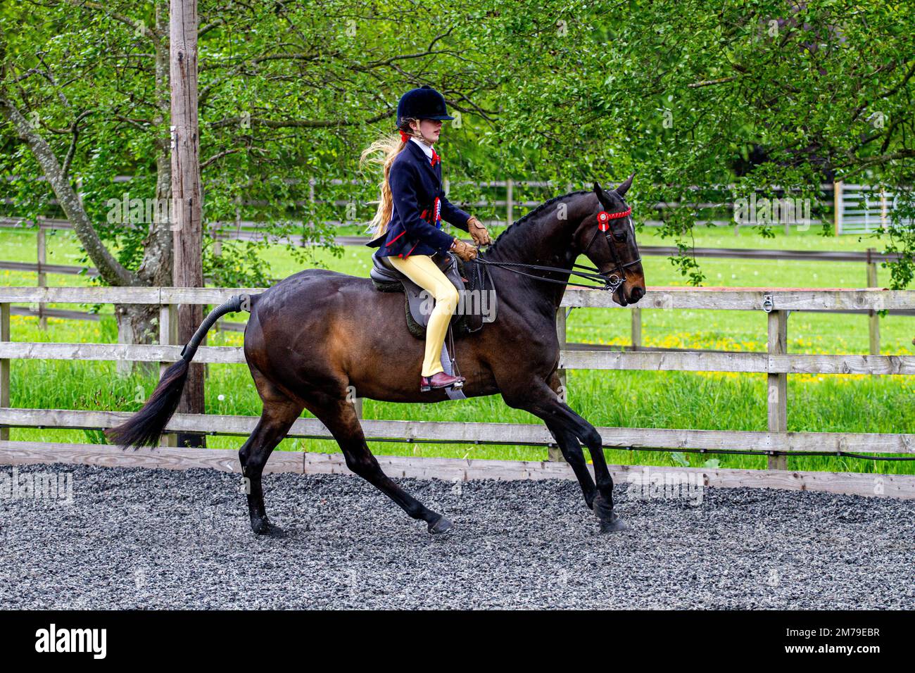 Cheval qui saute un petit obstacle Banque de photographies et d’images ...
