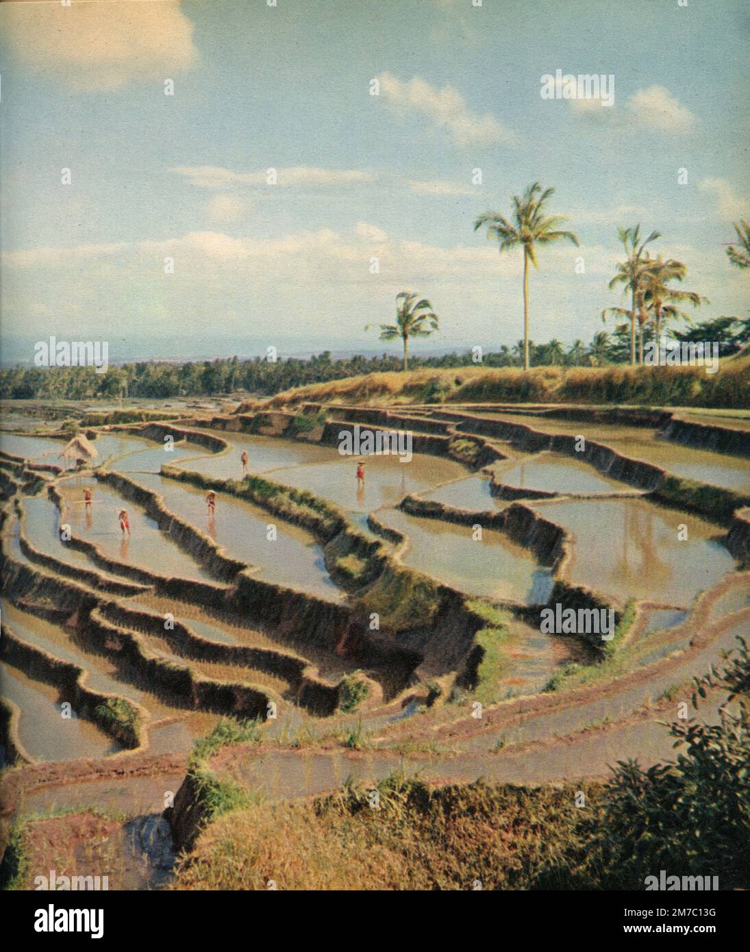 Riz paddy suspendu sur les pentes du volcan à Bornéo du film ...