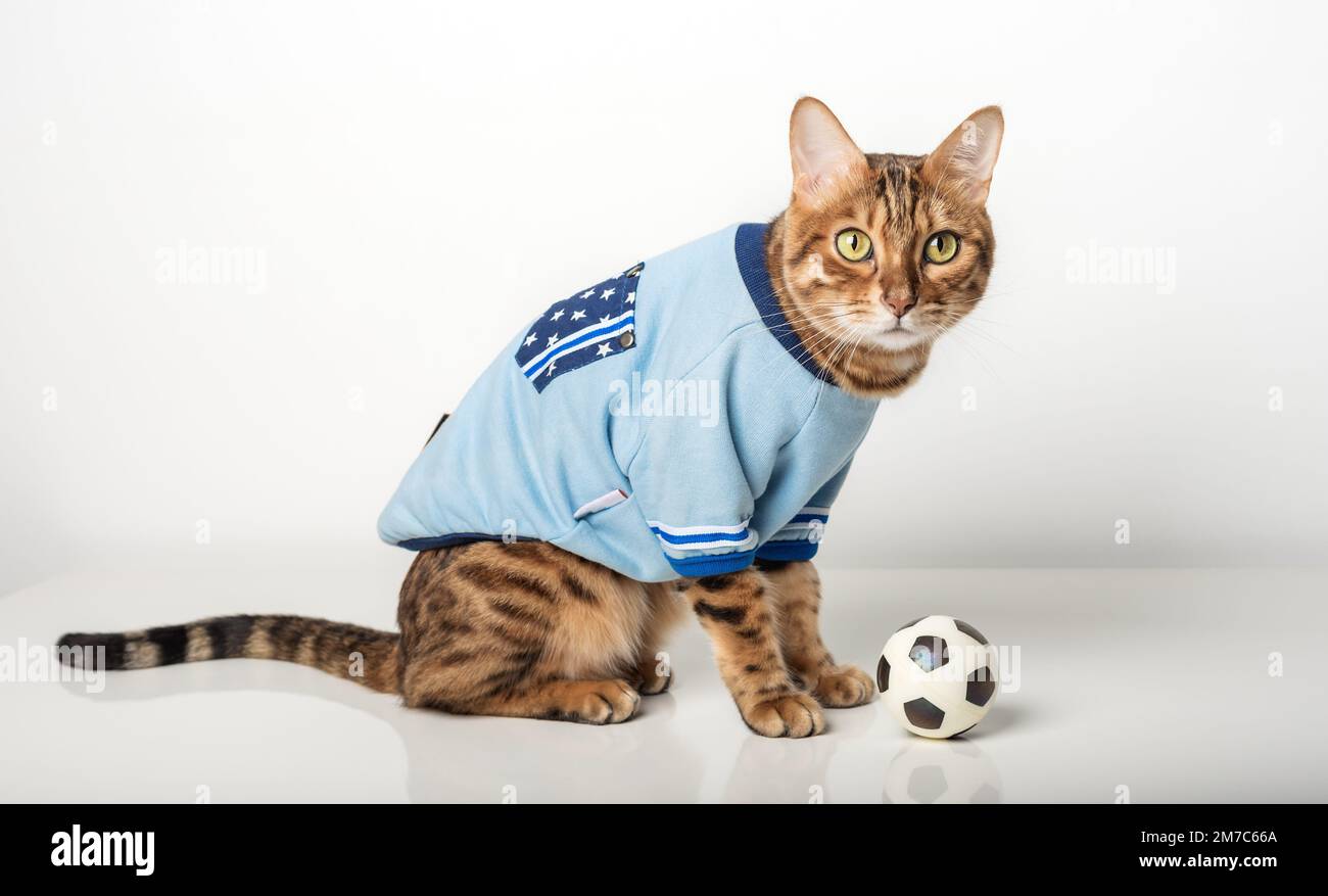 Chat Bengale sur fond blanc joue avec un ballon de football. En ...