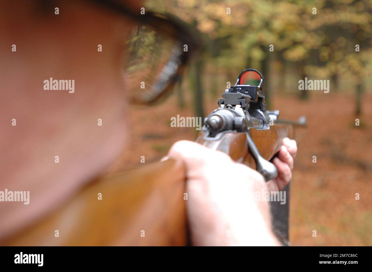 France. Hunter sur le point de tirer un animal pendant une chasse au ...