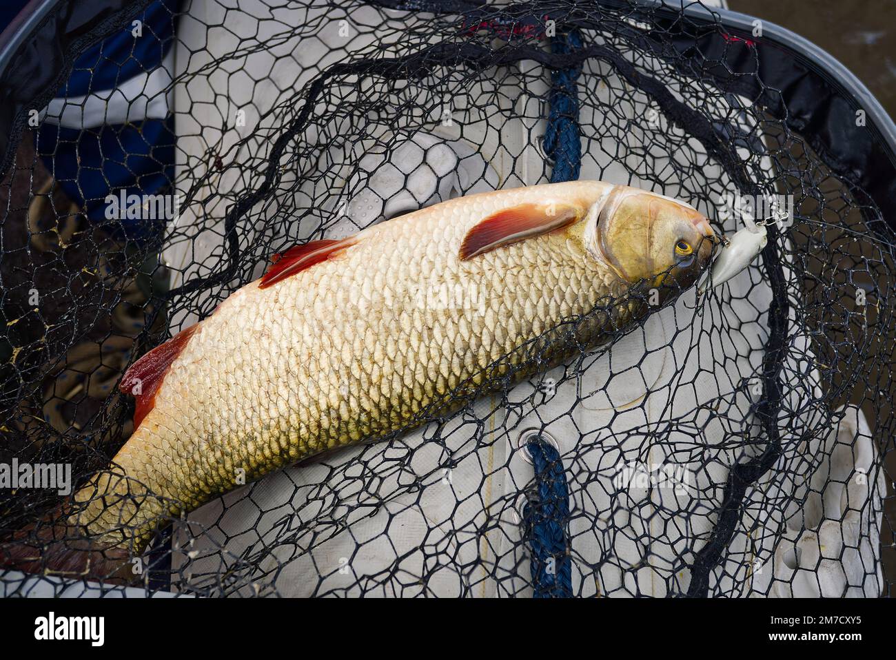 Poisson IDE dans les mains du pêcheur à la ligne. Gros poisson IDE ...
