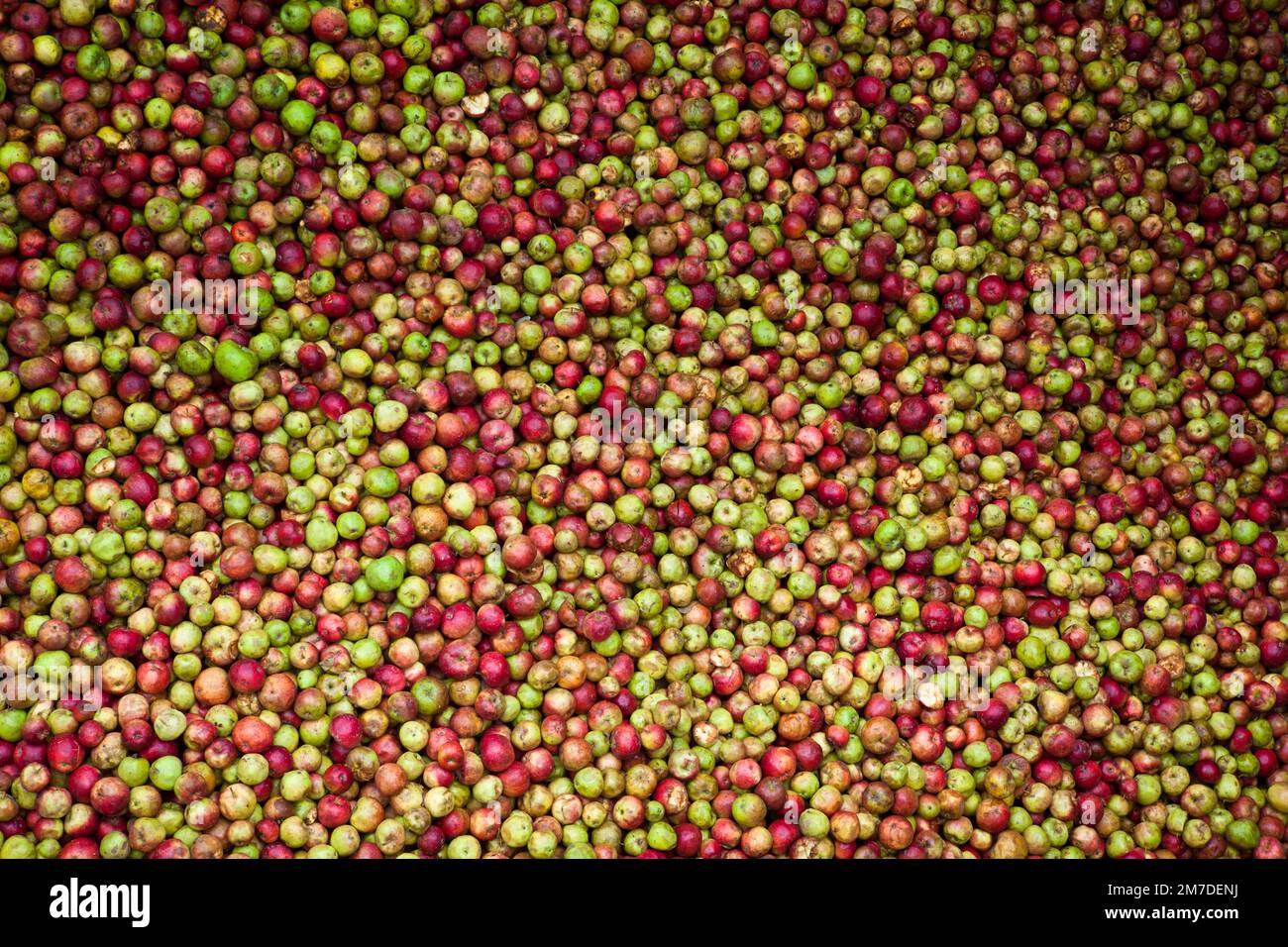Des tonnes de pommes Banque de photographies et d’images à haute ...