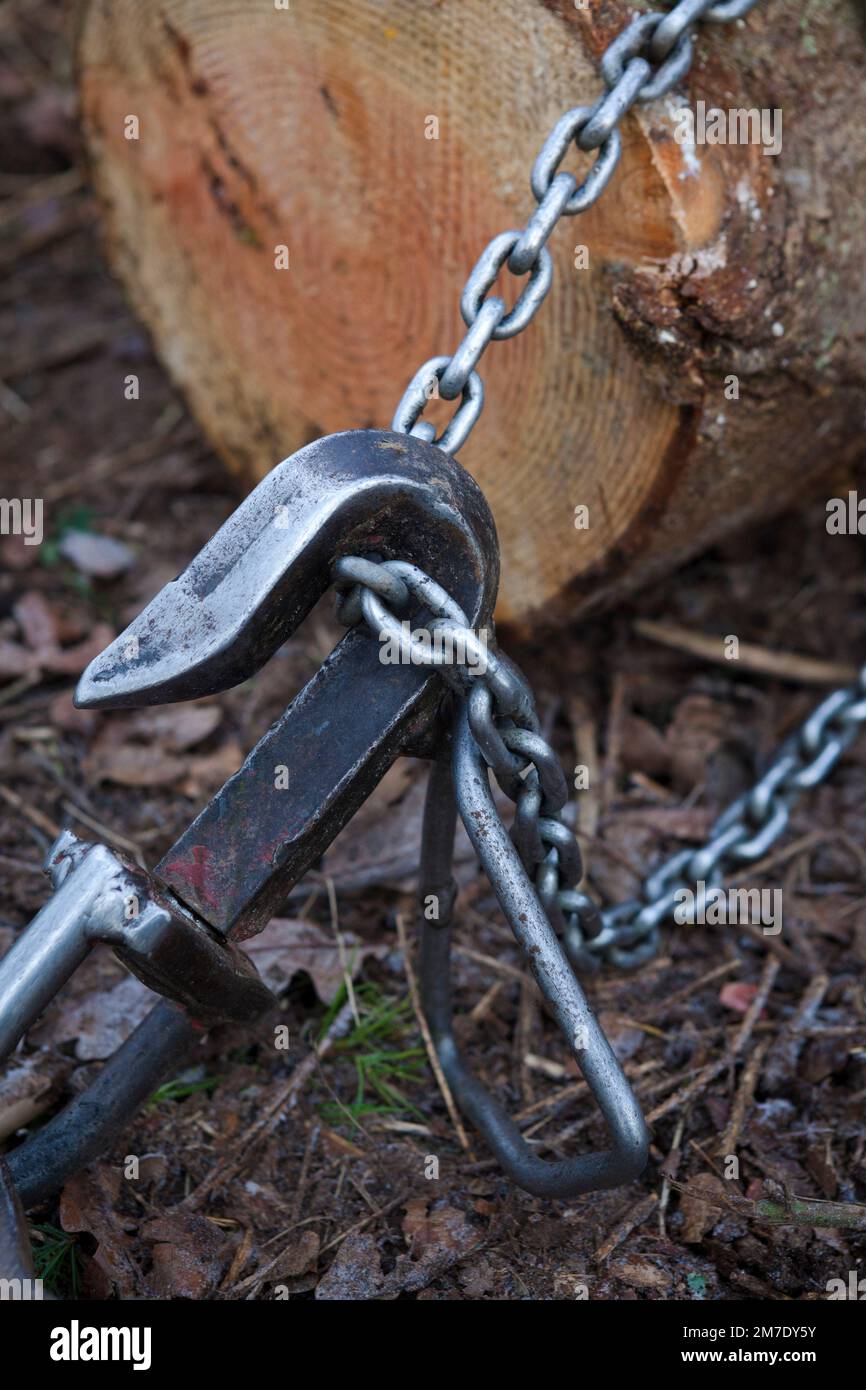 EXTRACTION de bois des bois après que les arbres ont été abattus AVEC ...