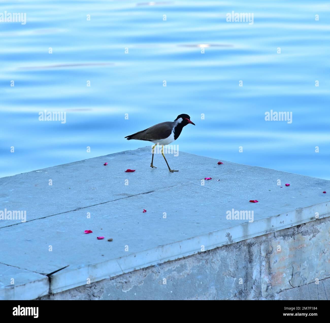 Oiseau aux yeux rouges Banque de photographies et d’images à haute ...