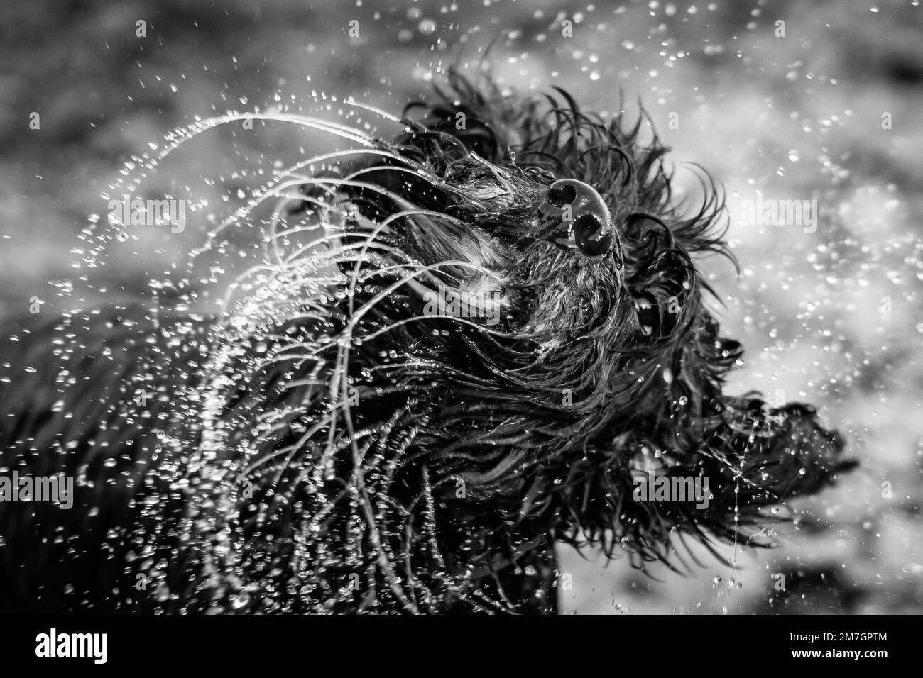 Mouvement ralenti Banque d'images noir et blanc - Alamy