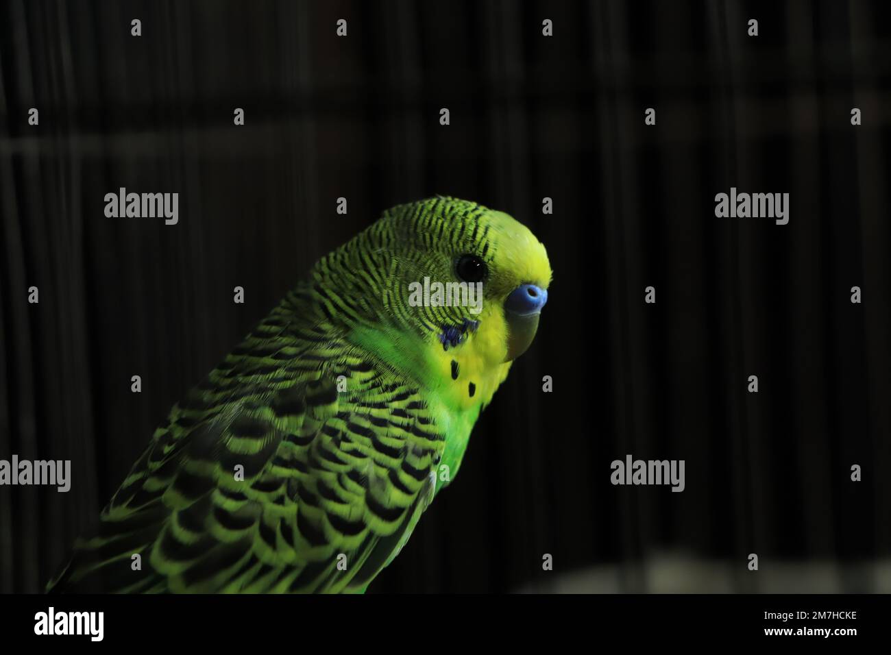 Perruche ondulée Banque de photographies et d’images à haute résolution ...