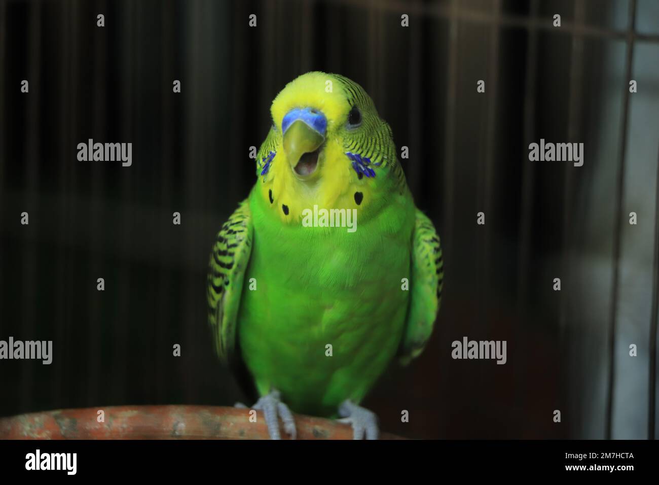 Perruche ondulée jaune en cage Banque de photographies et d’images à ...