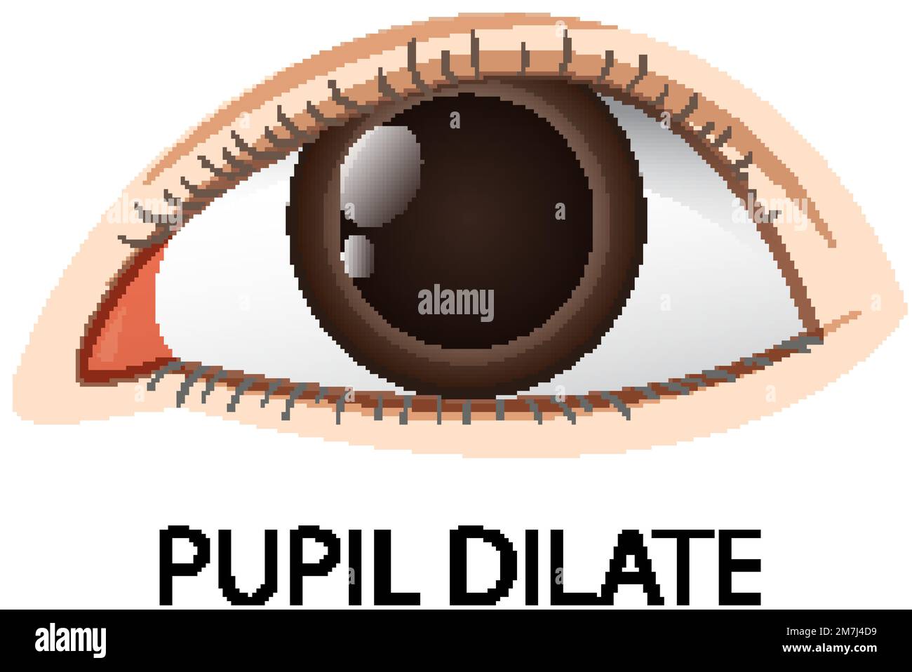 Pupille dilatée Banque d'images vectorielles - Alamy