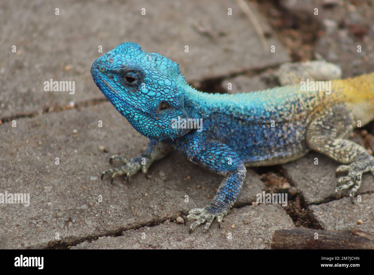 Bloukop koggelmander Banque de photographies et d’images à haute ...