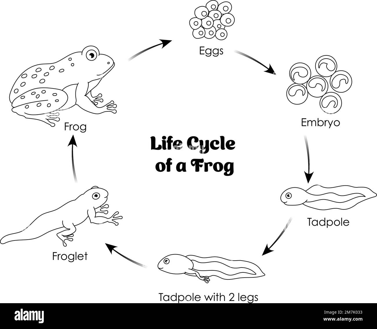 Cycle de vie de la grenouille activity Banque d'images noir et blanc ...