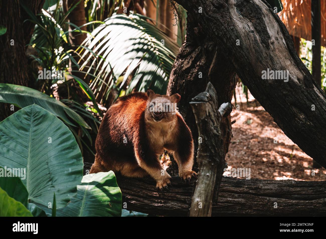 Biodiversidad del ecosistema Banque de photographies et d’images à ...