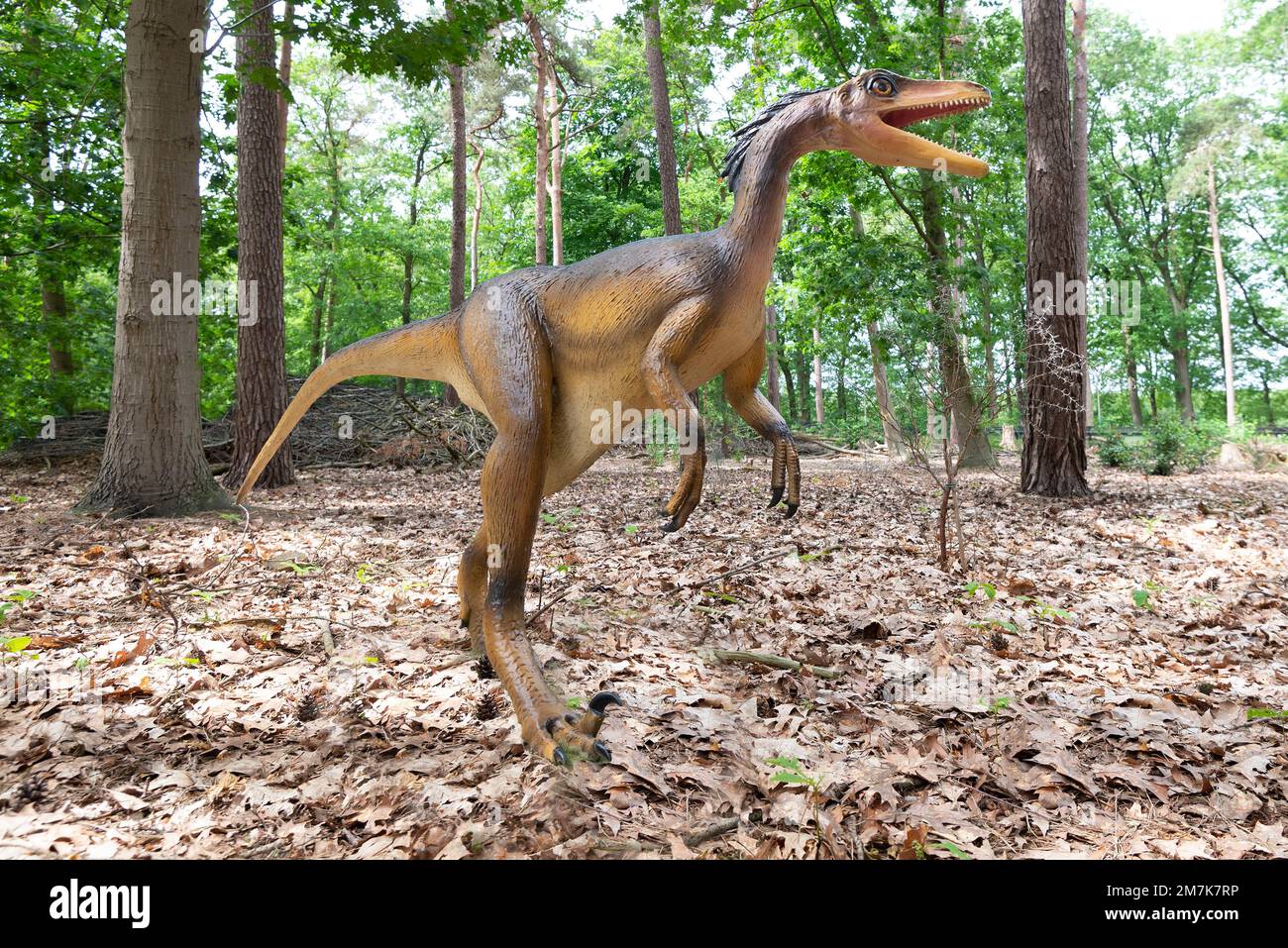 Squelette du troodon dinosaure Banque de photographies et d’images à haute résolution - Alamy