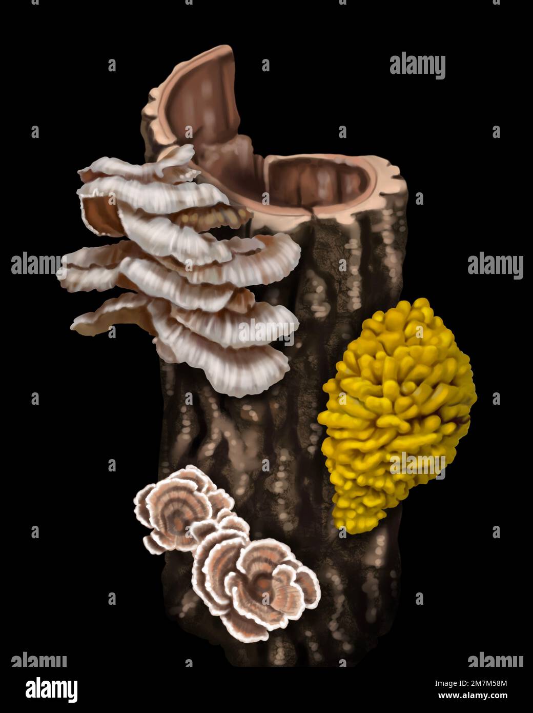 Champignons jaunes réalistes aquarelles. champignons poussant sur l ...