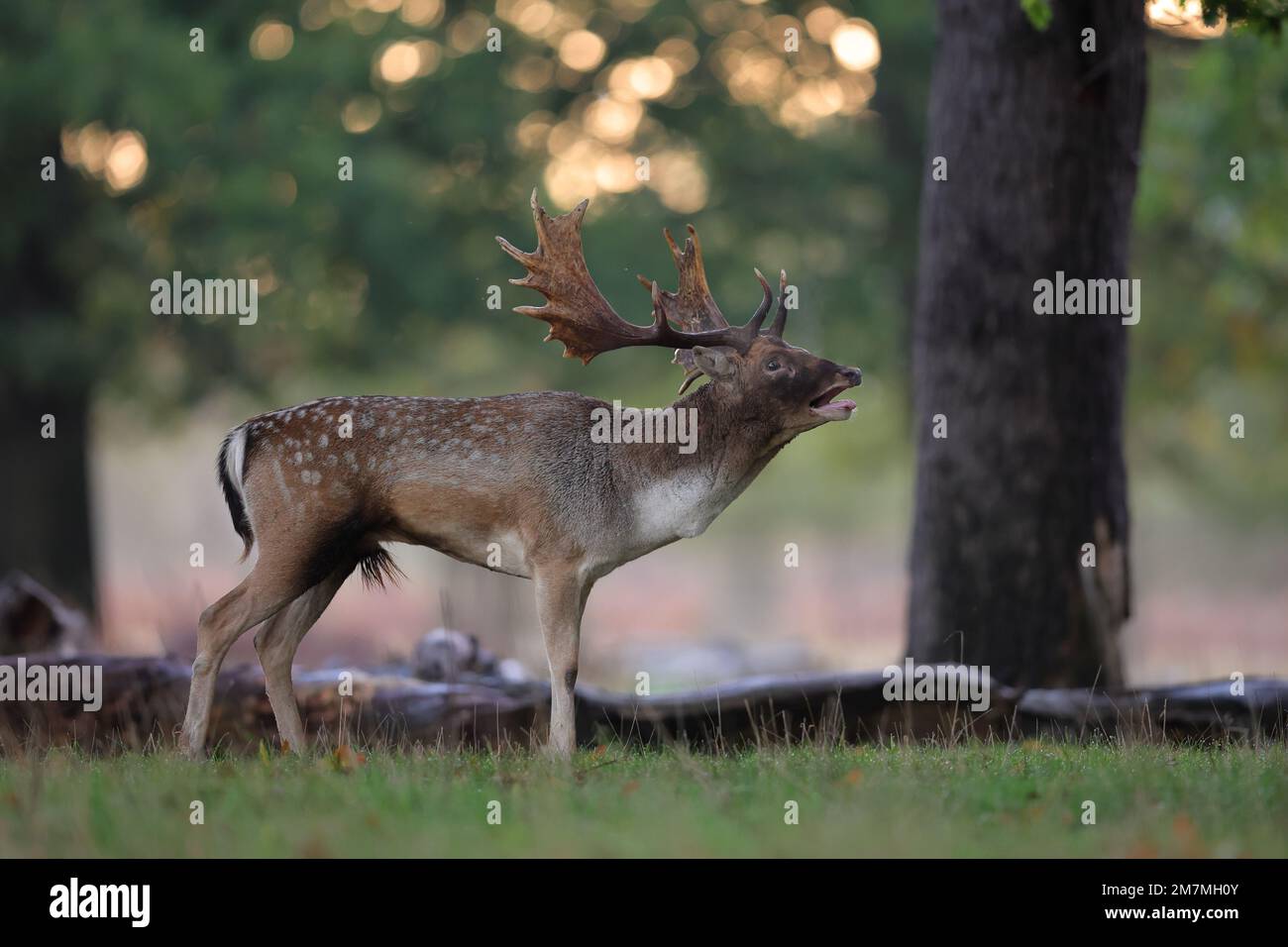Le cerf de Virginie européen, également connu sous le nom de cerf de ...