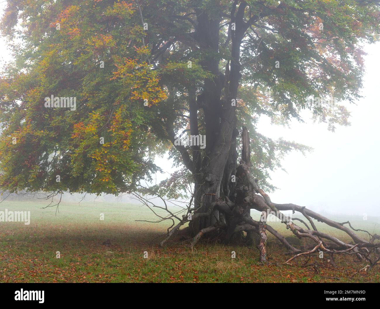 Europe, Allemagne, Bavière, réserve de biosphère de l'UNESCO Rhön, Parc ...