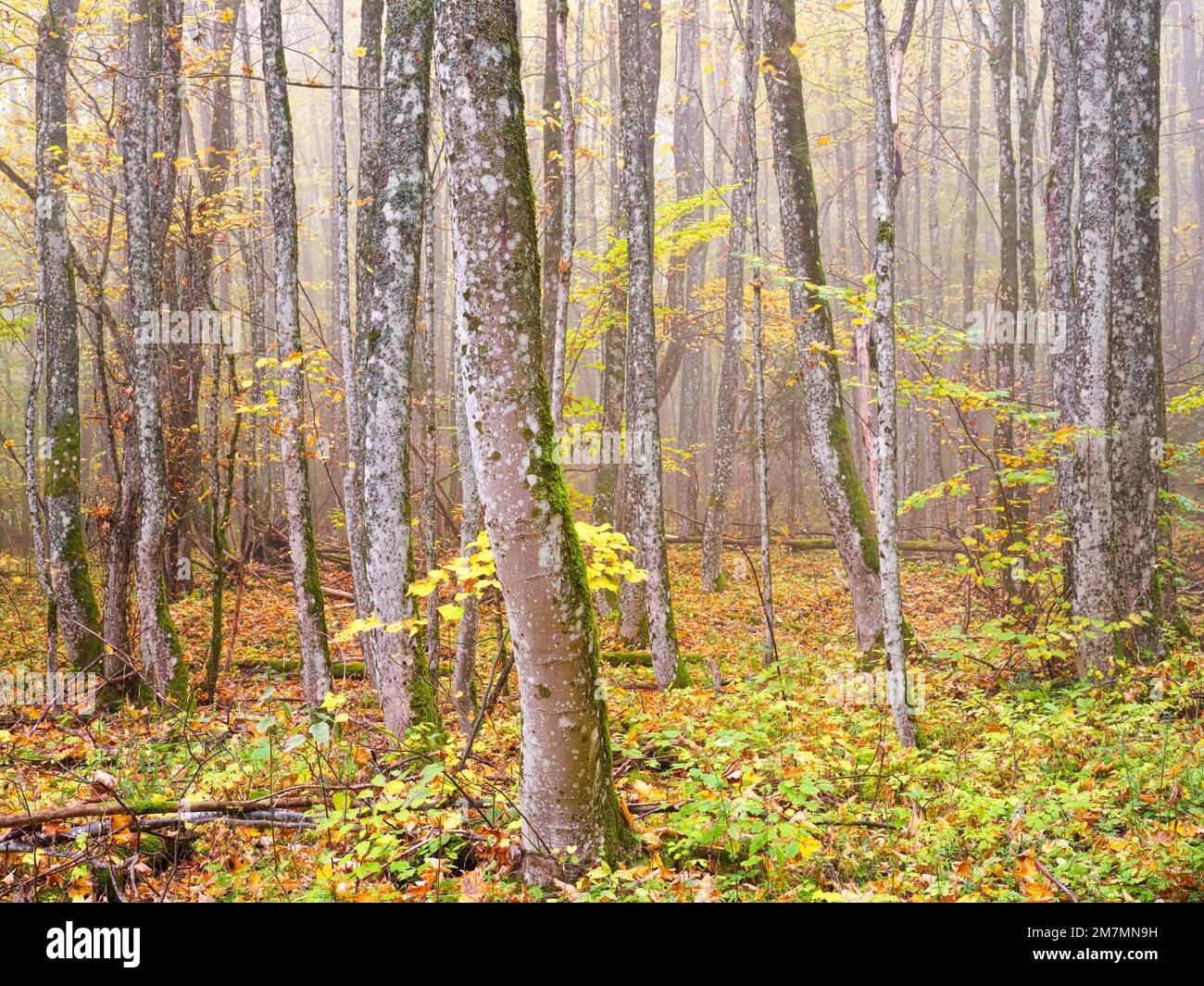 Europe, Allemagne, Bavière, réserve de biosphère de l'UNESCO Rhön, parc ...