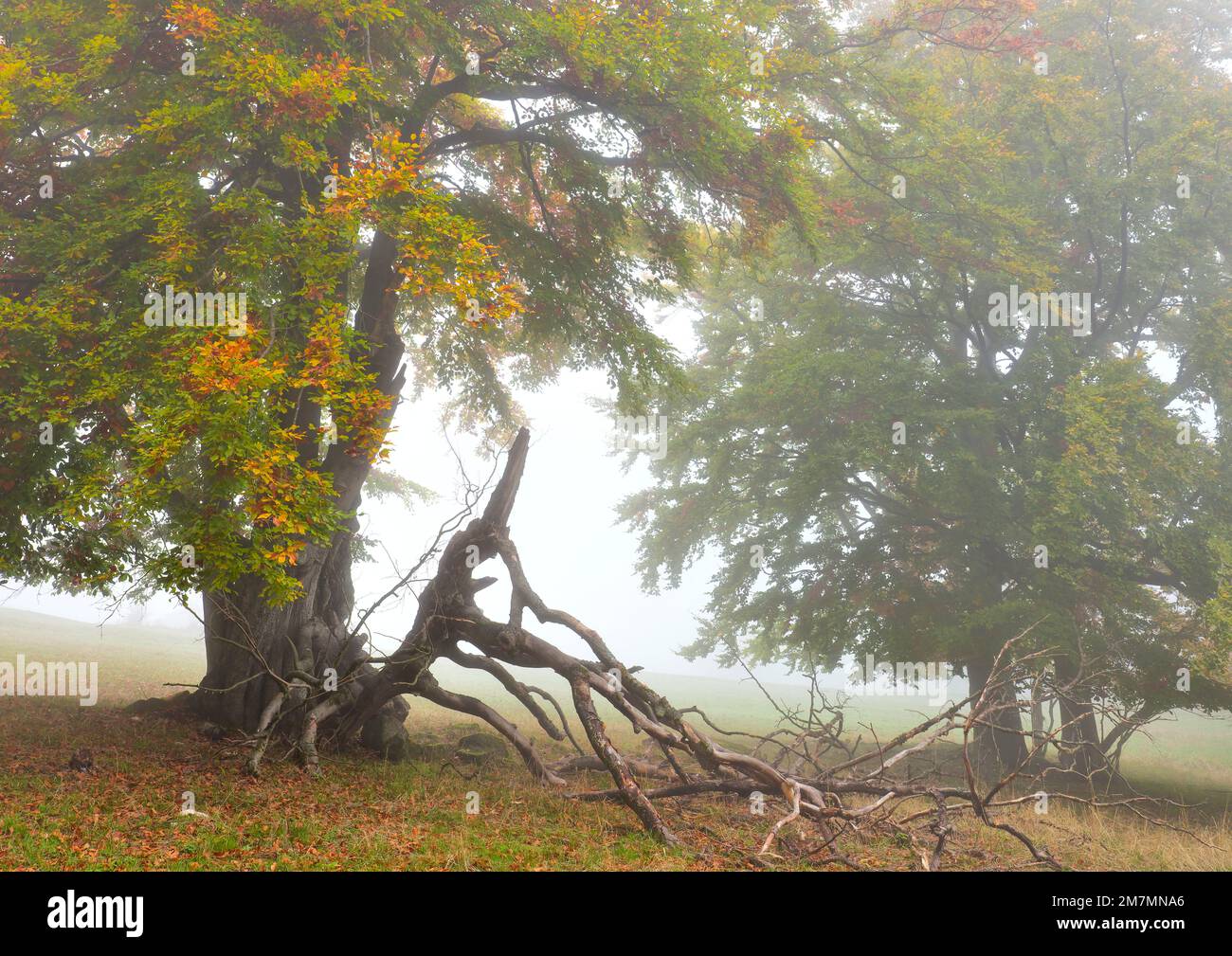 Parc naturel du rhon bavarois Banque de photographies et d’images à ...