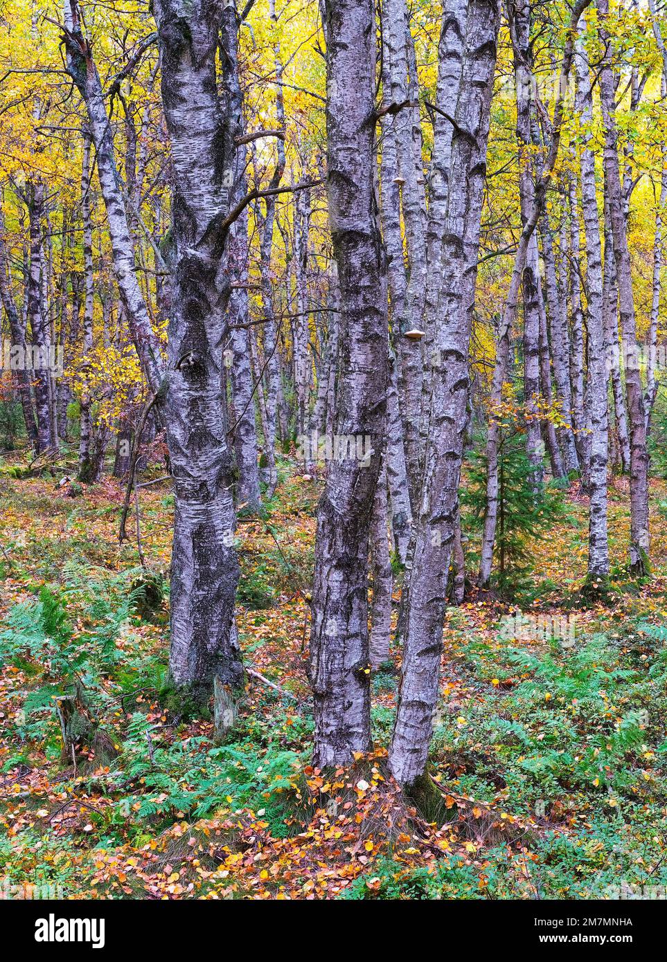 Europe, Allemagne, Hesse, Réserve de biosphère de l'UNESCO Rhön, Parc ...