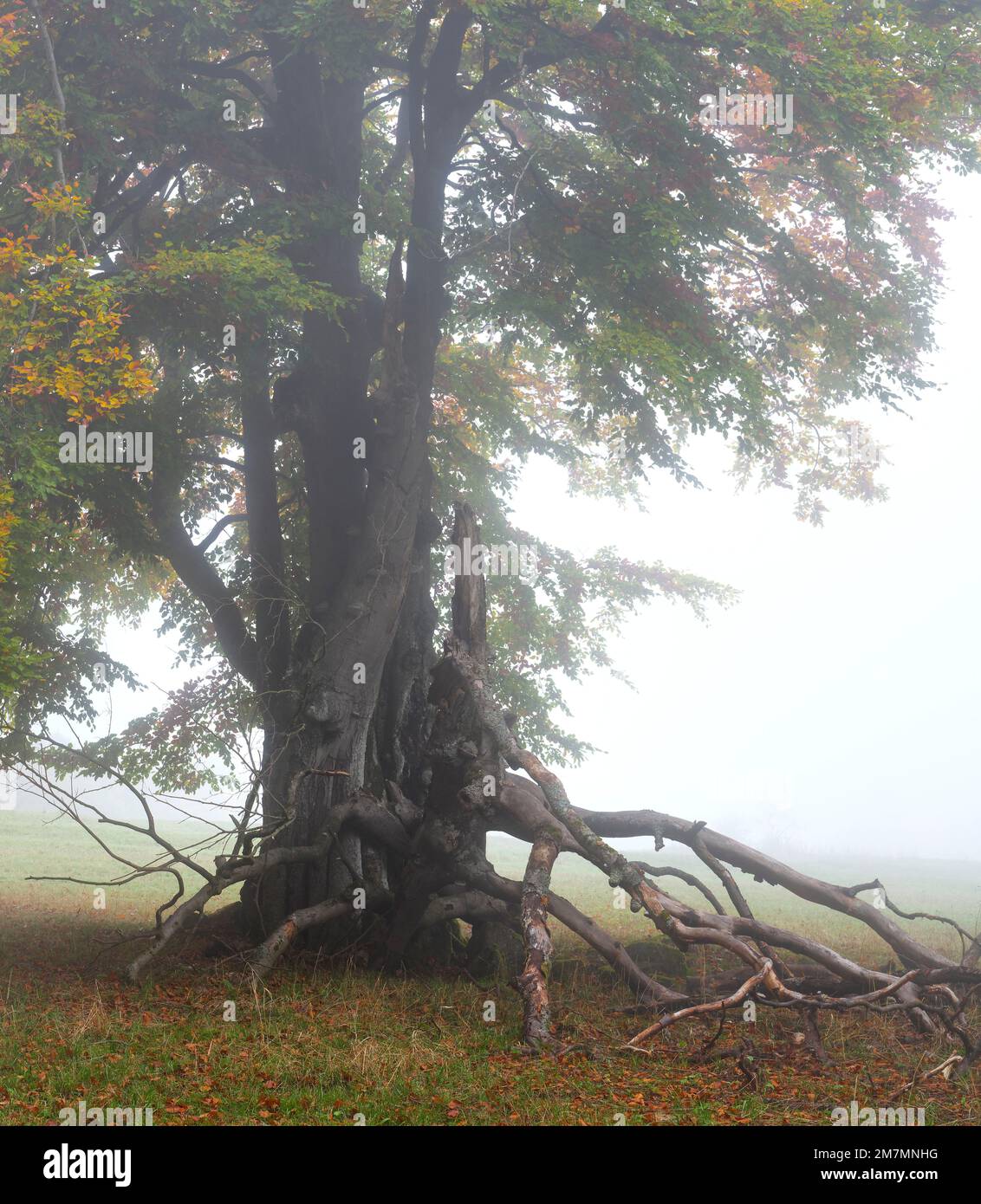 Europe, Allemagne, Bavière, réserve de biosphère de l'UNESCO Rhön, Parc ...