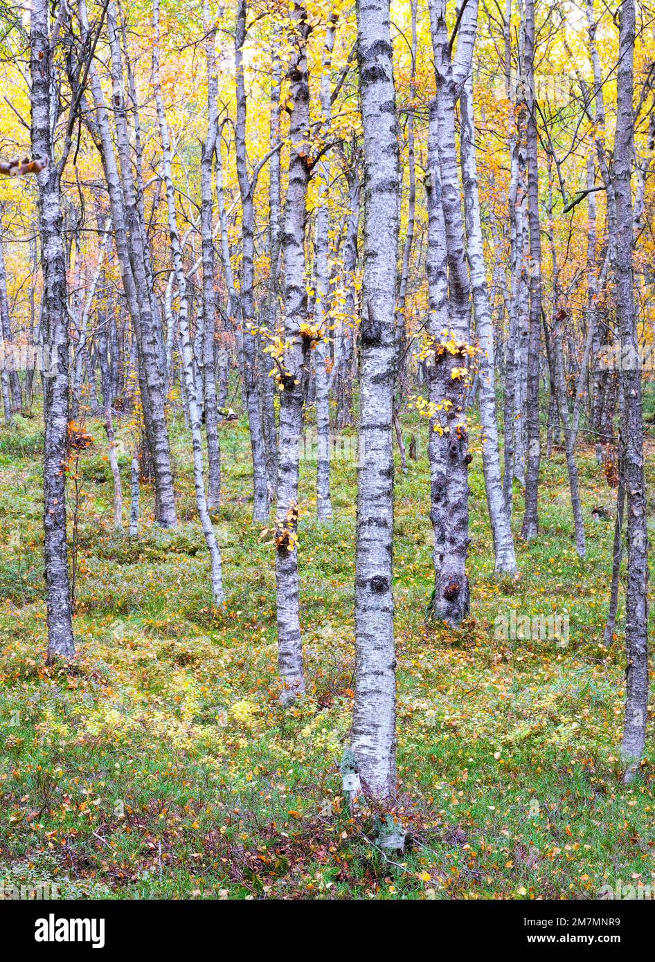 Europe, Allemagne, Hesse, Réserve de biosphère de l'UNESCO Rhön, Parc ...
