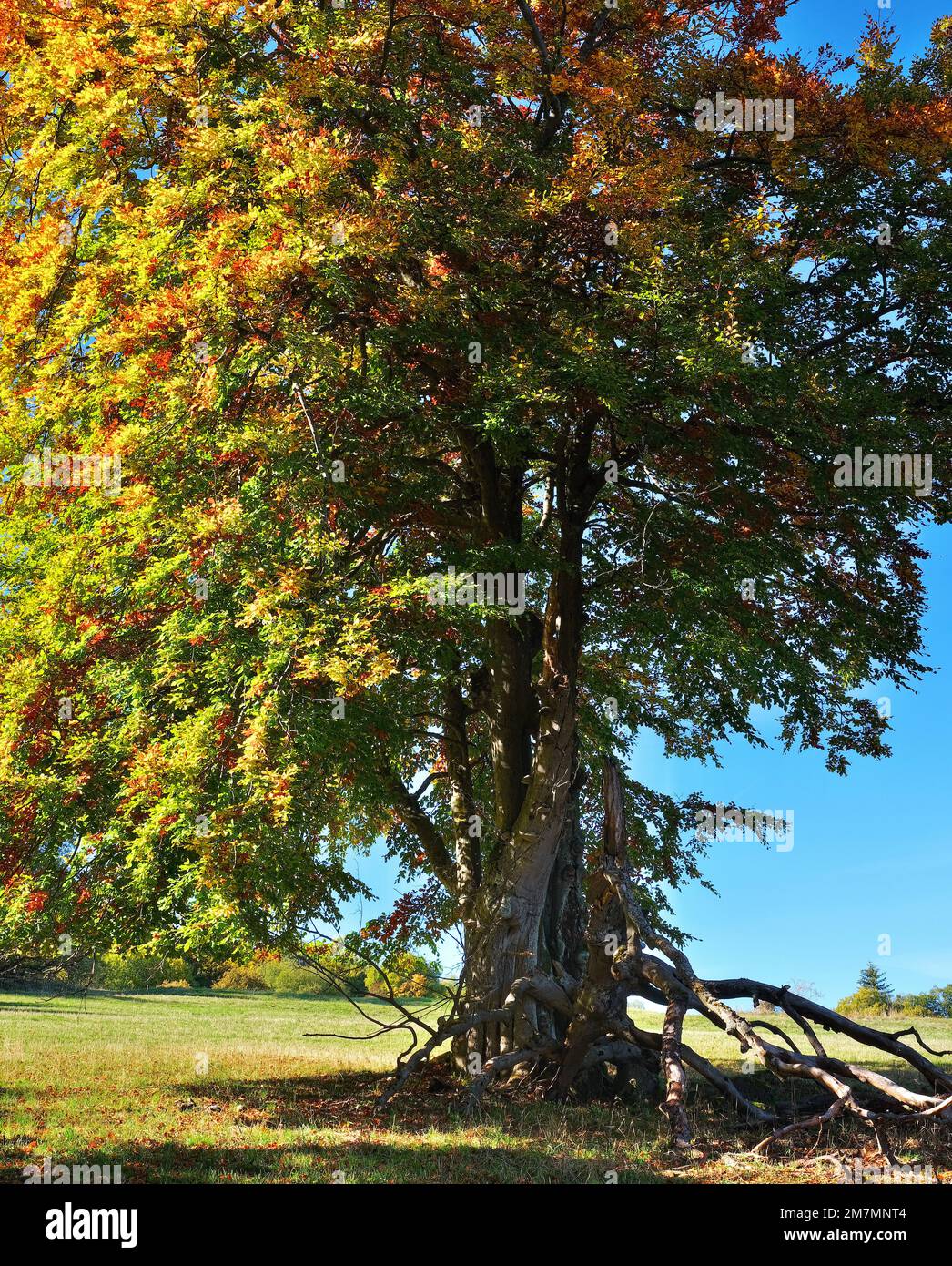 Parc naturel du rhon bavarois Banque de photographies et d’images à ...