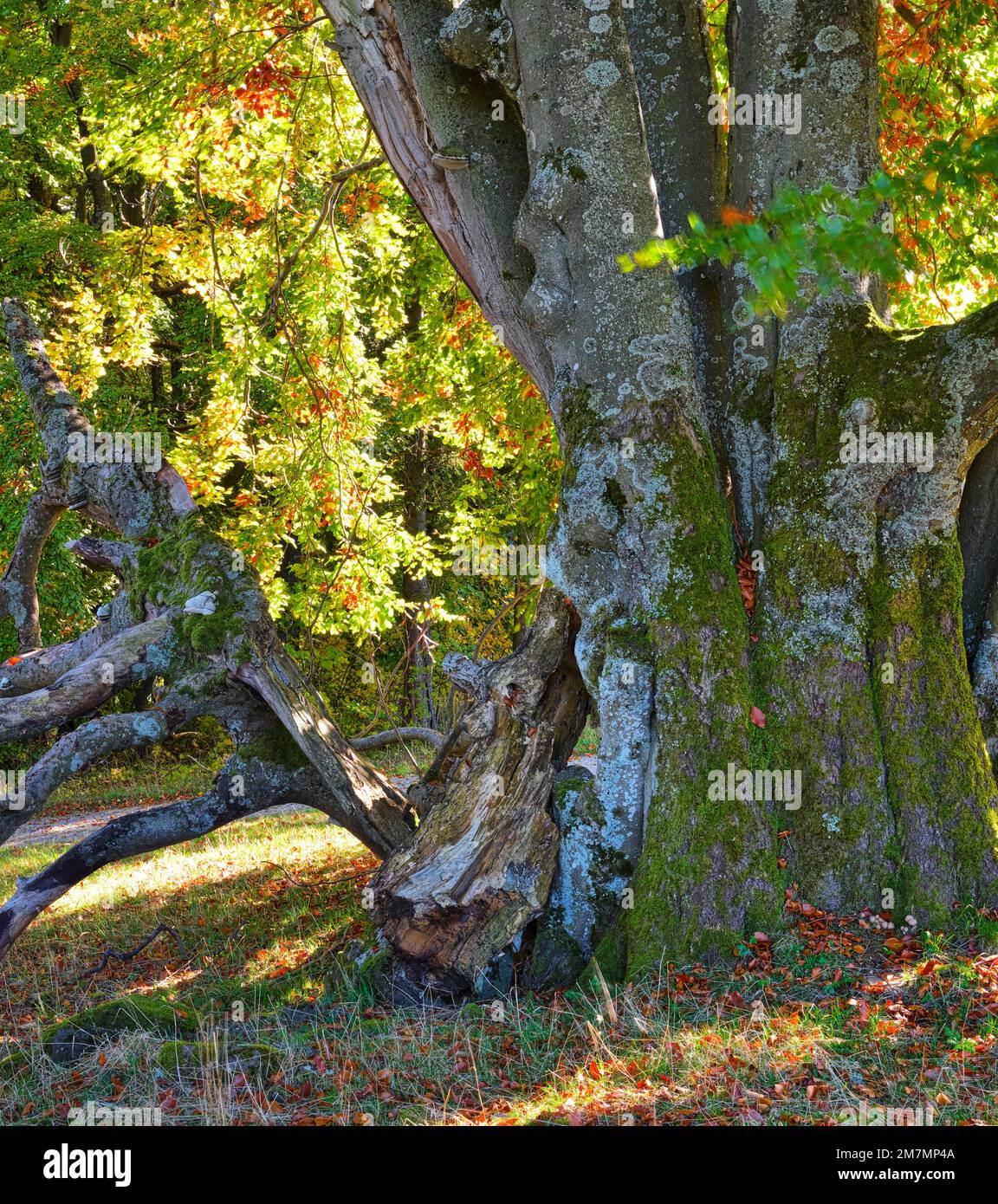 Parc naturel du rhon bavarois Banque de photographies et d’images à ...