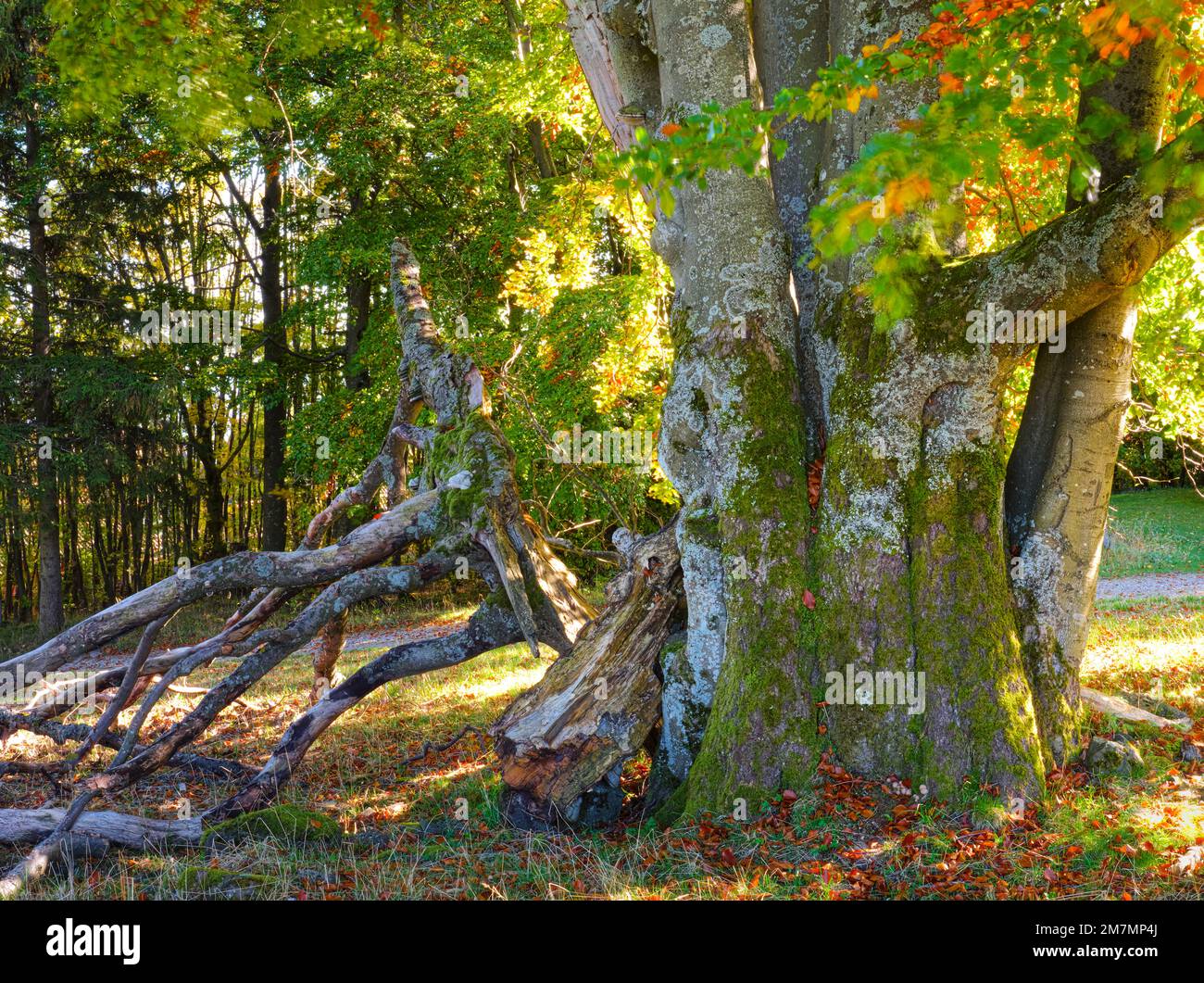 Parc naturel du rhon bavarois Banque de photographies et d’images à ...